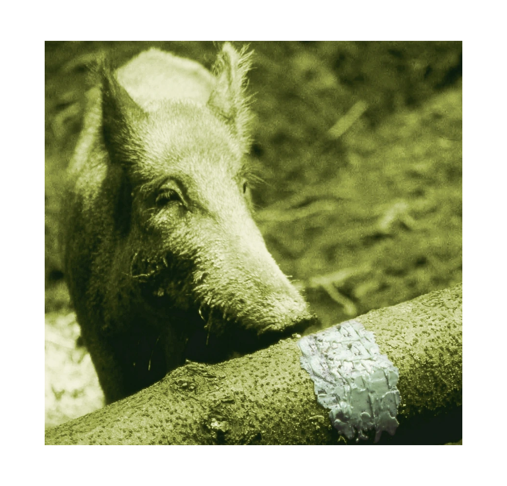 Deusa Salzpaste Wild Anisaroma 2kg – Wild optimal versorgen